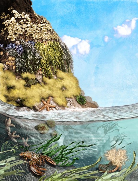 Tide Pool – Gary Freeman